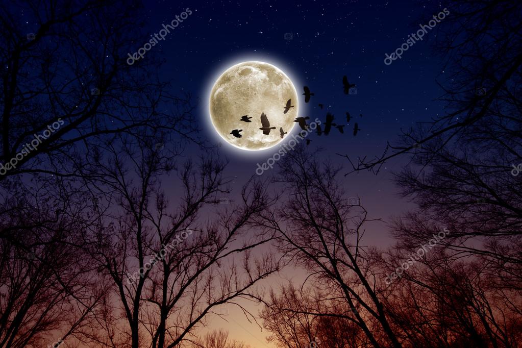 Full moon, ravens — Stock Photo © I_g0rZh #21263347