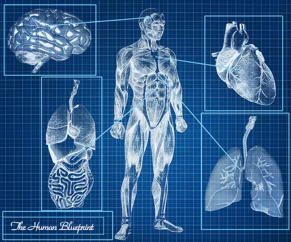 Human body blueprint Stock Photos, Royalty Free Human body blueprint ...