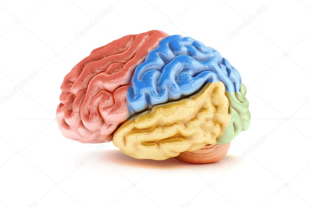 Colored sections of a human brain Stock Photo by ©digitalstorm 28752121