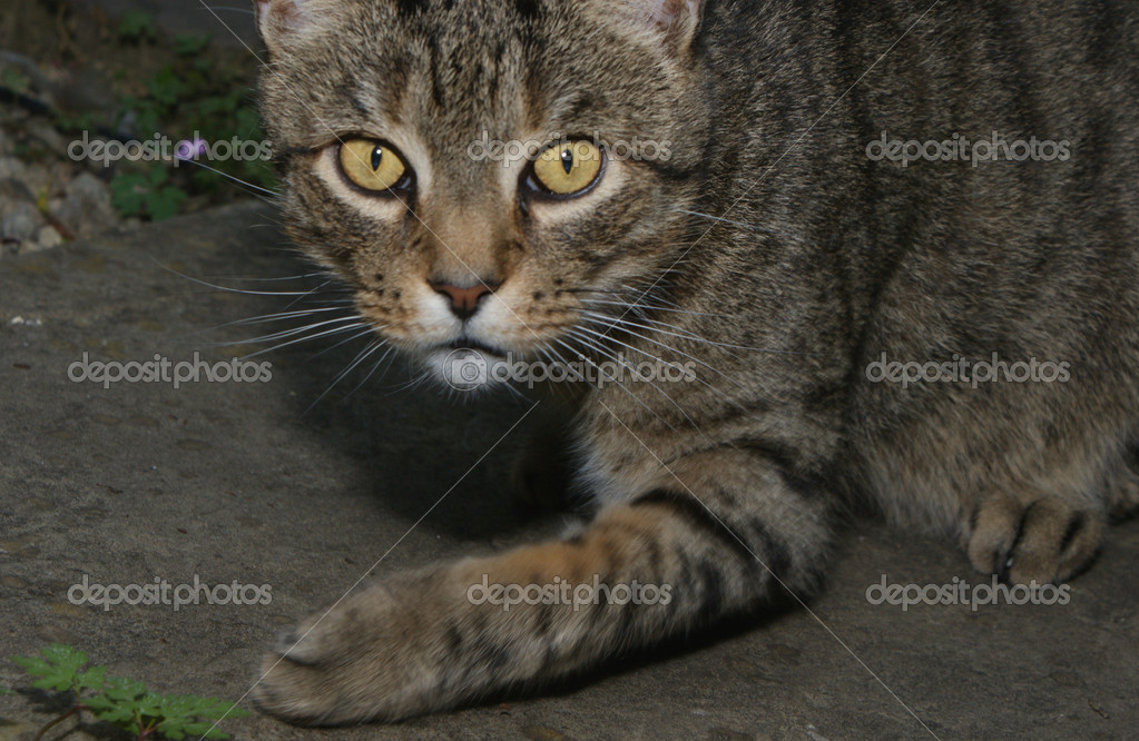 Grey domestic cat — Stock Photo © JarekA #12348205