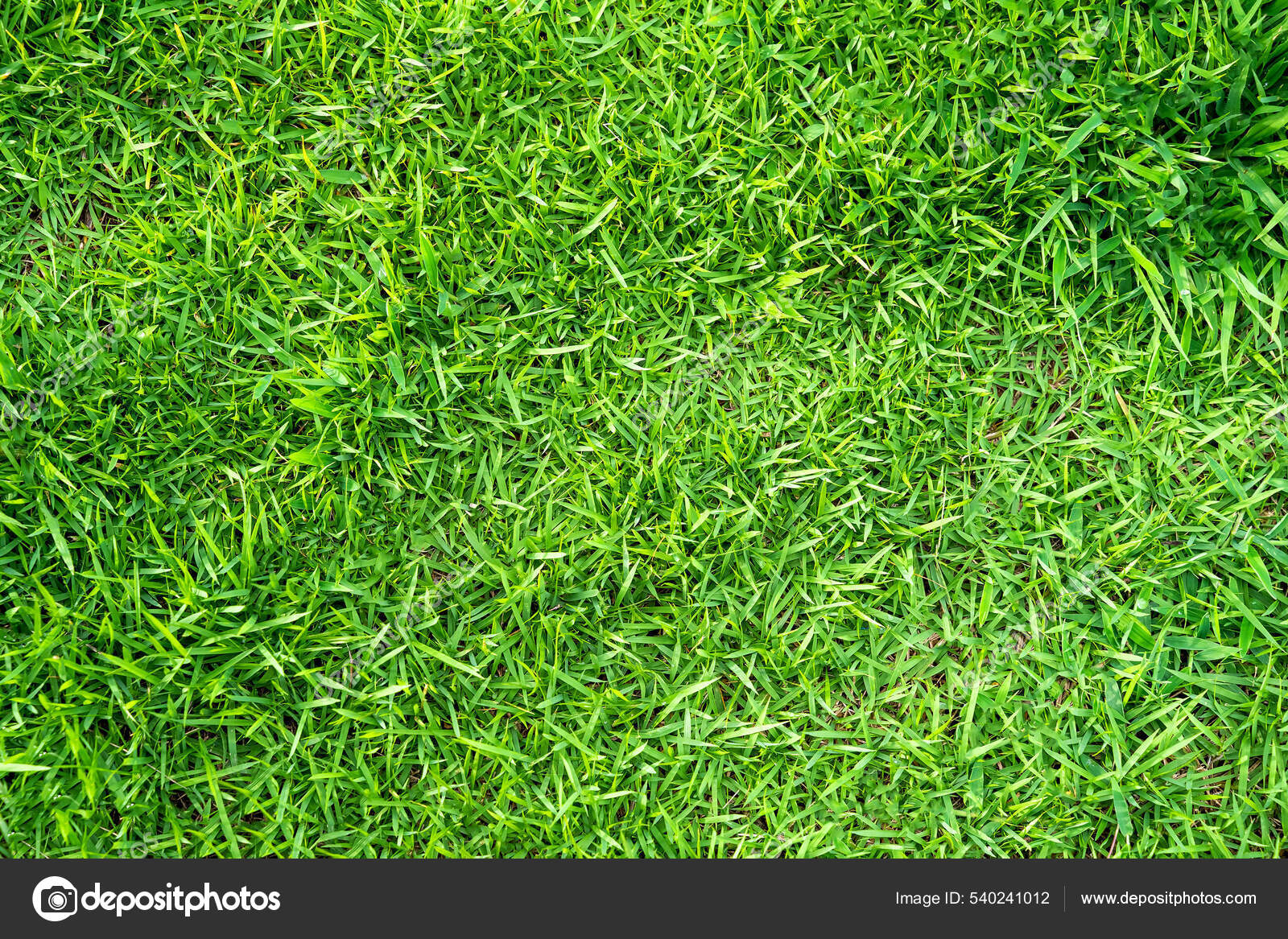 Grünes Gras Textur Für Hintergrund Grüner Rasen Muster Und Textur ...