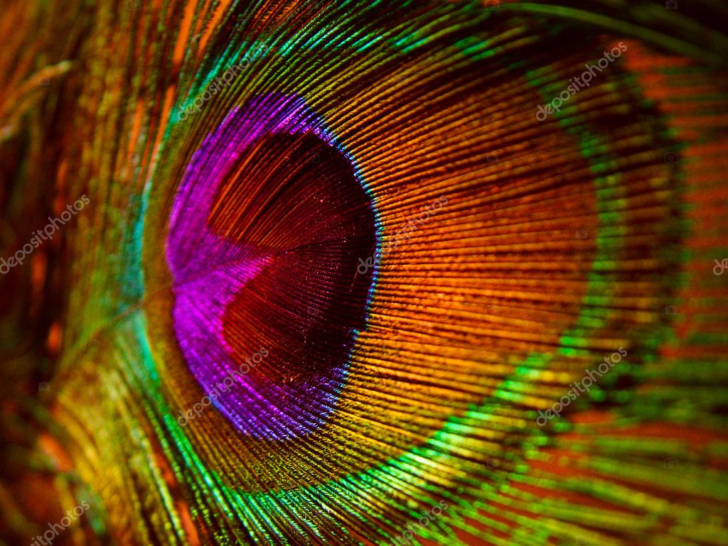 Real Peacock Feathers
