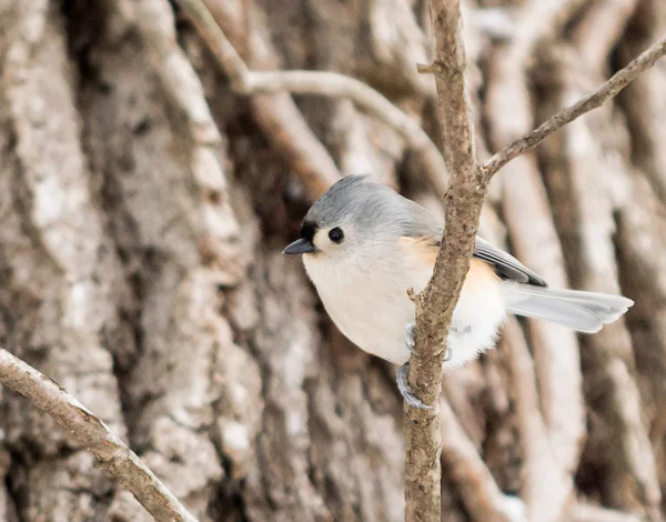 Common titmouse Stock Photos, Royalty Free Common titmouse Images ...