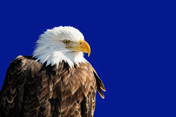 Blue eagle Stock Photos, Royalty Free Blue eagle Images | Depositphotos