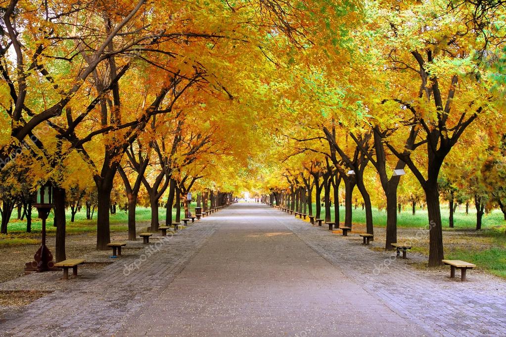 Paisagem do caminho tranquila no parque com ninguém no outono ...