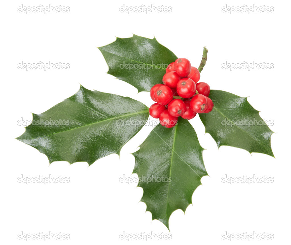Holly twig Stock Photo by ©AndreaA. 37337769