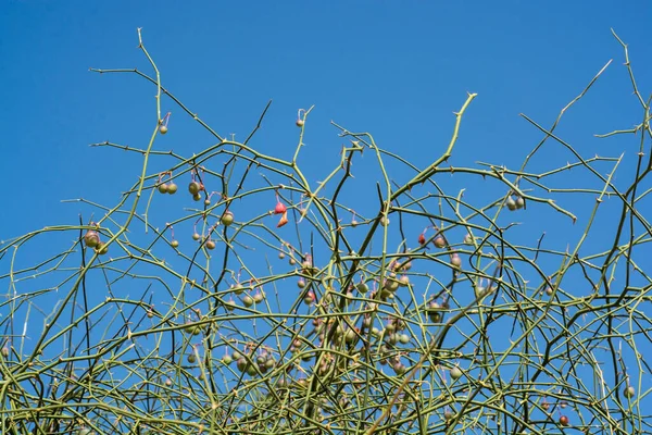 Ker plant Stock Photos, Royalty Free Ker plant Images | Depositphotos