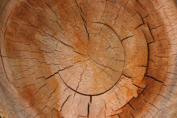 Growth ring - circular cross section of a tree - Stock Image - Everypixel