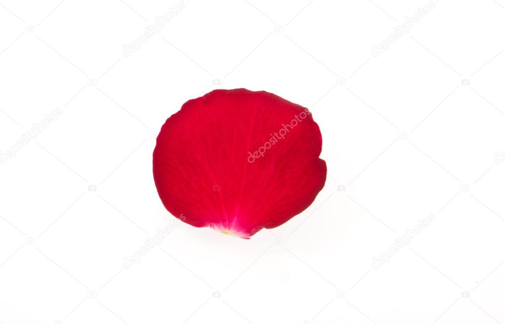 Single Red Rose Petal