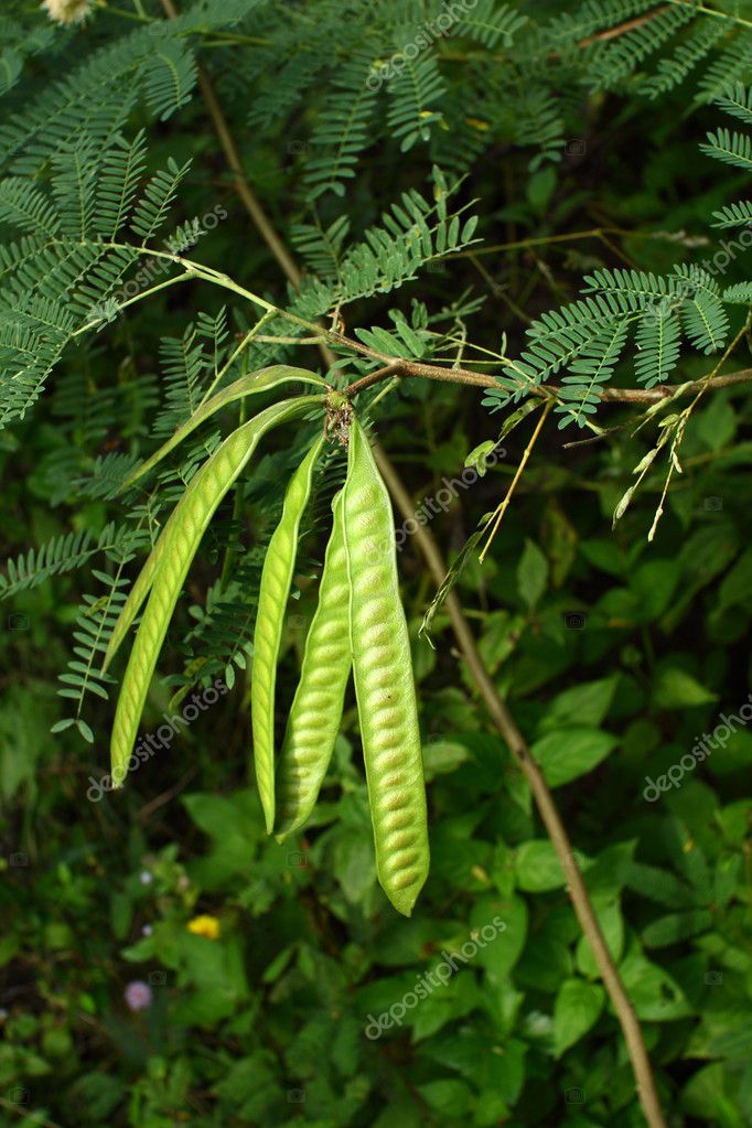 Herbal ipil ipil bean ⬇ Stock Photo, Image by © jcsmilly #33364305