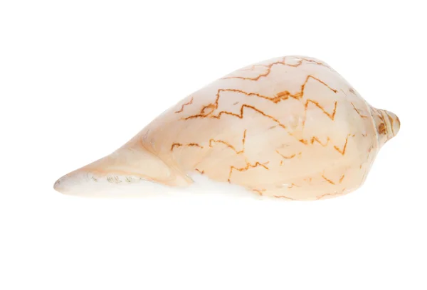 Whelk shell Stock Photos, Royalty Free Whelk shell Images | Depositphotos®