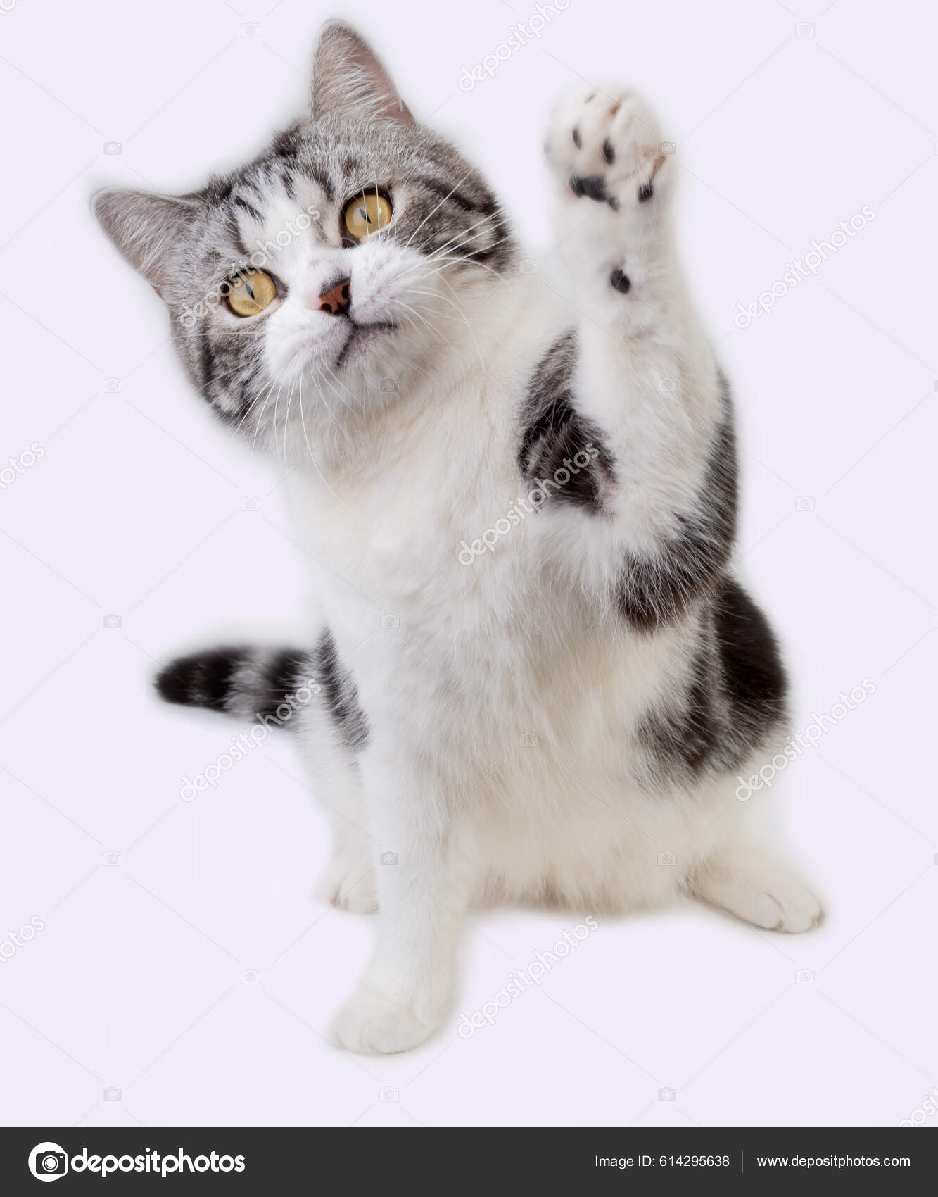 Cat Hand Up