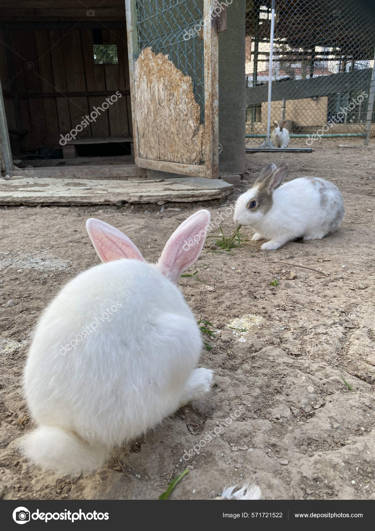 Rabbit Farm White Rabbit Cage Care Love Animals Concept — Stock Photo ...