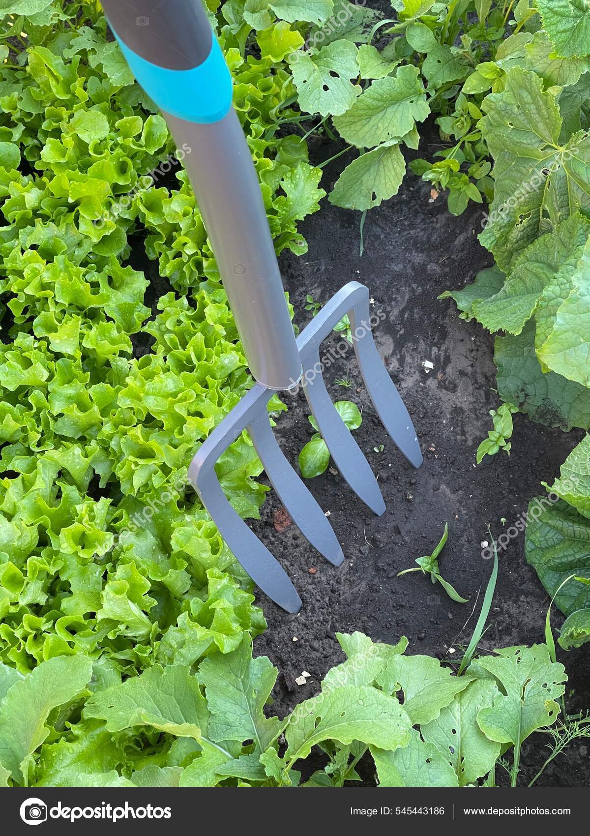 Iron Rake Tool Working Garden Garden Pitchfork Trident Stock Photo by ...