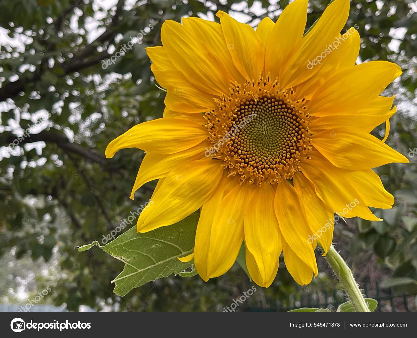 Flowering Flowers Leaves Crown Trees Nature Summer Growth Plants Stock ...