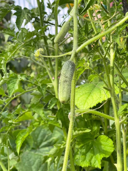 Bitter Gourd Plant Creeper