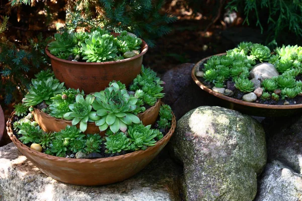 Plantas de jardim de rocha Stock Photos, Royalty Free Plantas de jardim ...