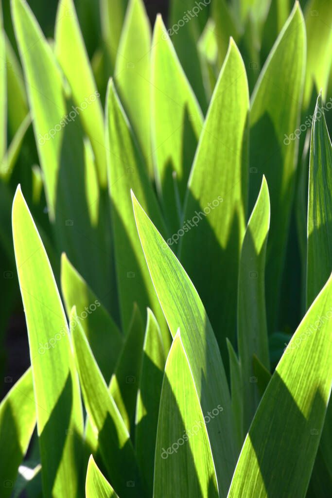 Las hojas j venes frescas del iris a la iluminaci n solar de tarde. Una imagen abstracta con ...