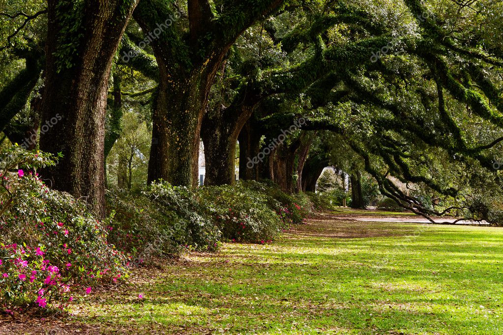 Line of ancient oak trees in park setting Stock Photo by ©RobHainer ...