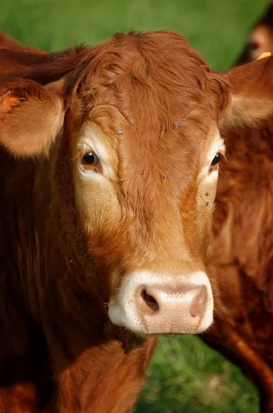 Red cow Stock Photos, Royalty Free Red cow Images | Depositphotos