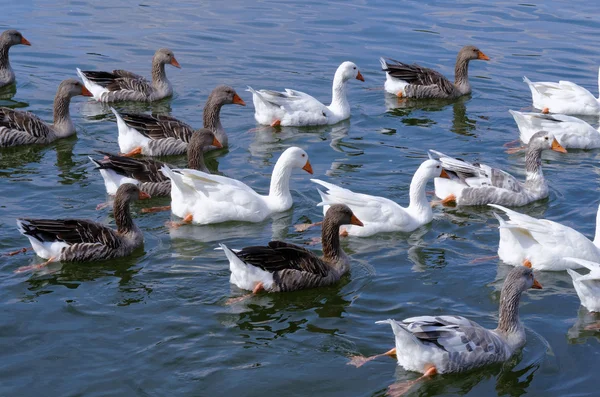 14,324 Flock of geese Pictures, Flock of geese Stock Photos & Images ...