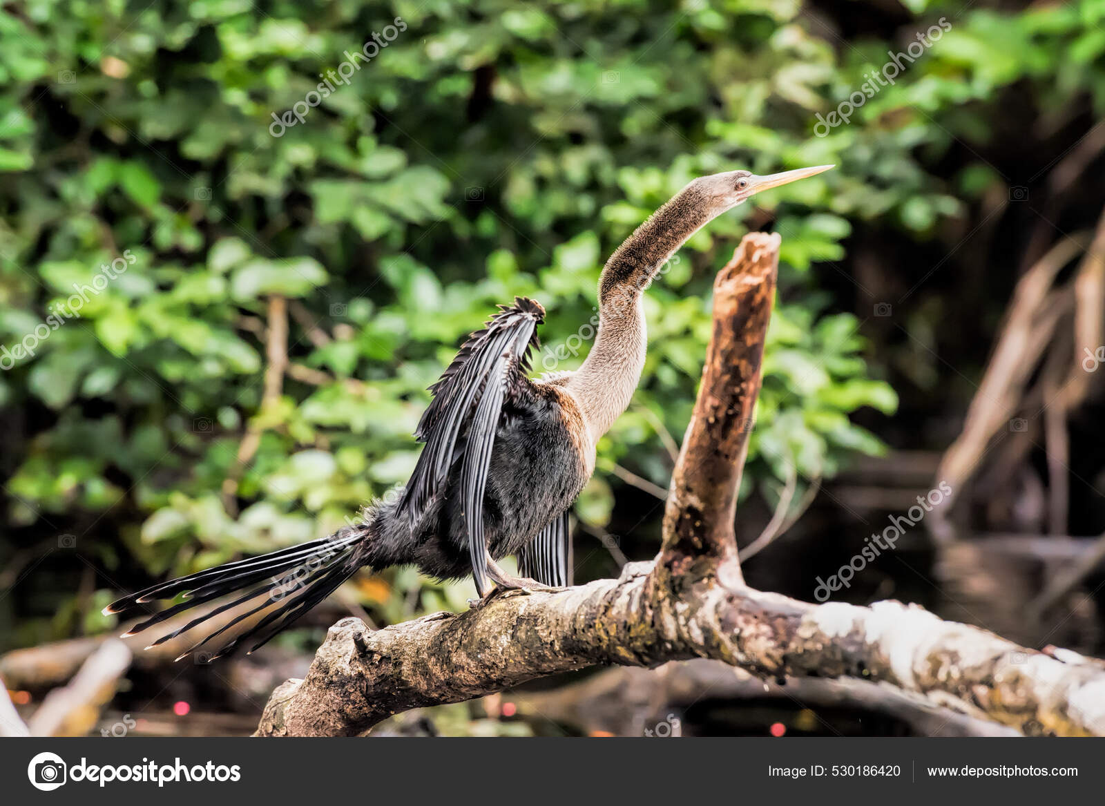 Anhinga Bird Costa Rica — Stock Photo © njaj #530186420