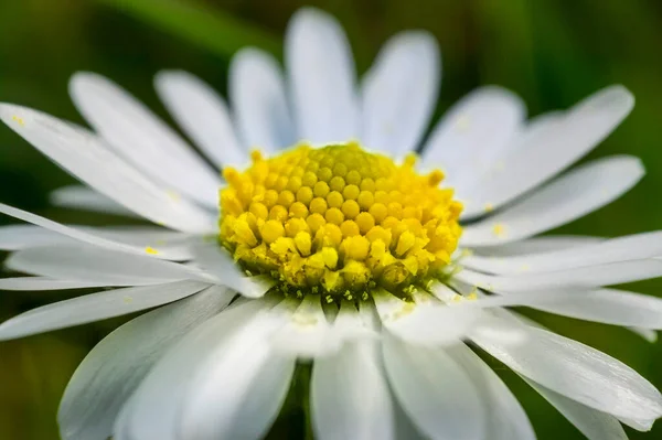 Enlarged section of the daisy flower. An explosion of color and details ...