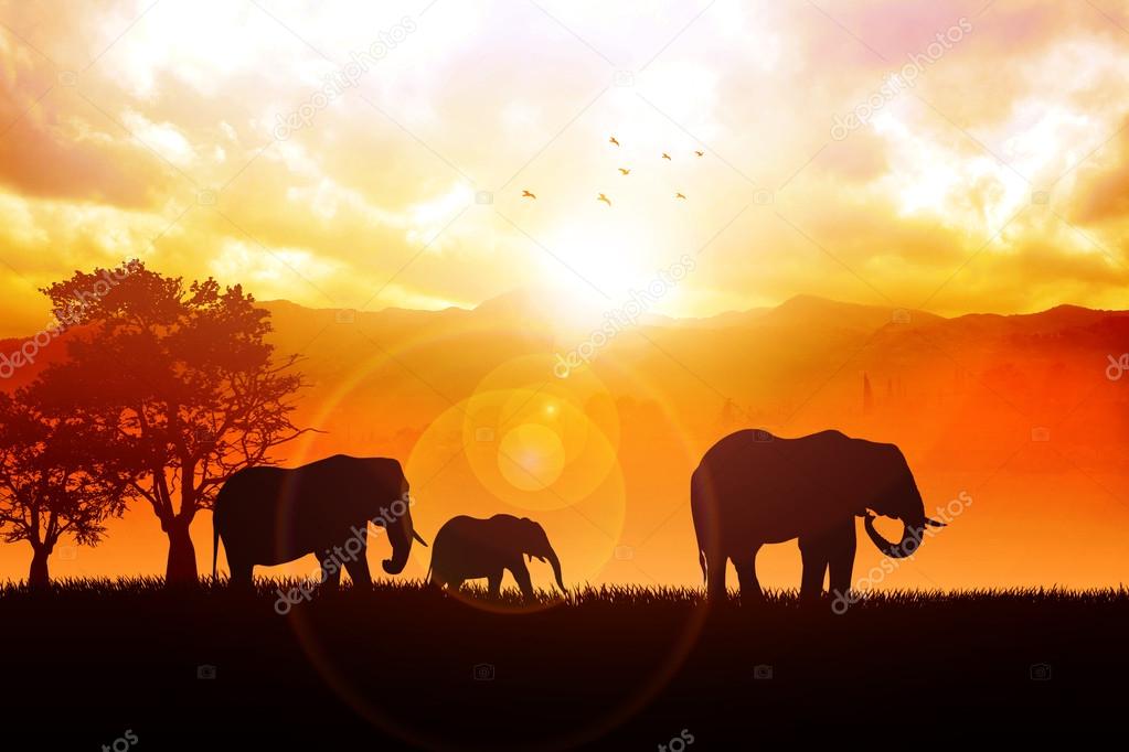 Elephants — Stock Photo © rudall30 #25823891