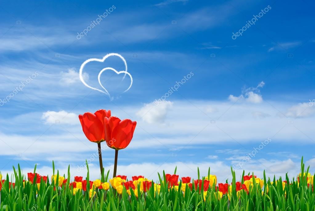 Beautiful spring flowers — Stock Photo © bolina #19911627