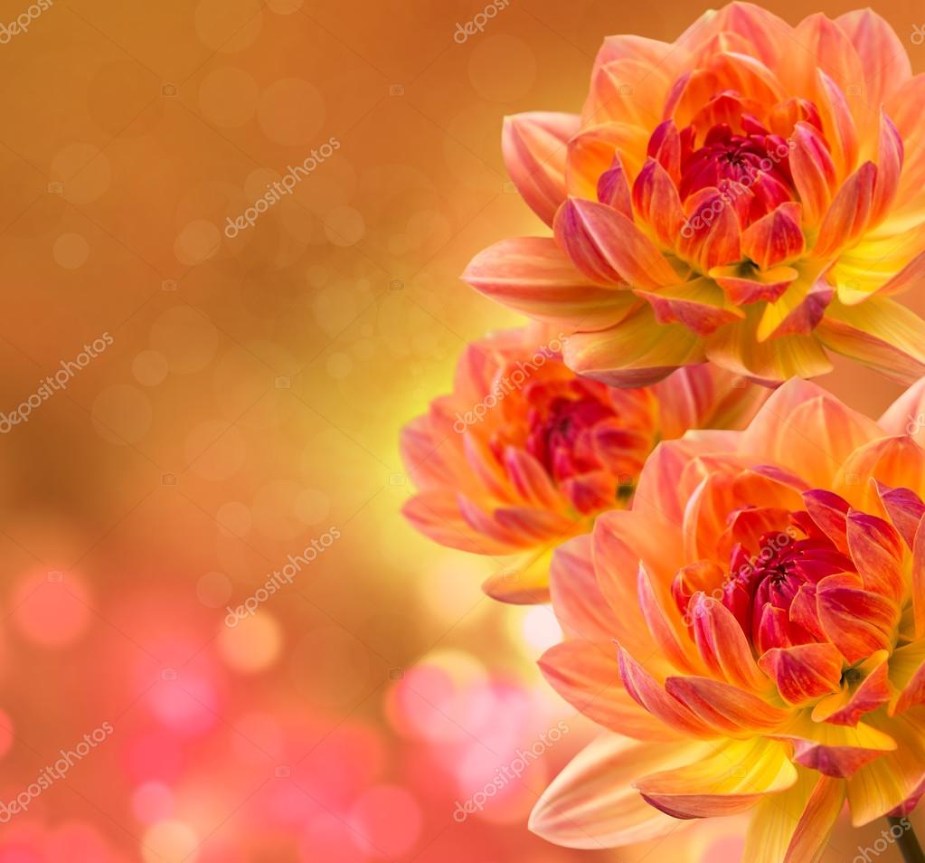 Dahlia Flowers — Stock Photo © bolina #34968881