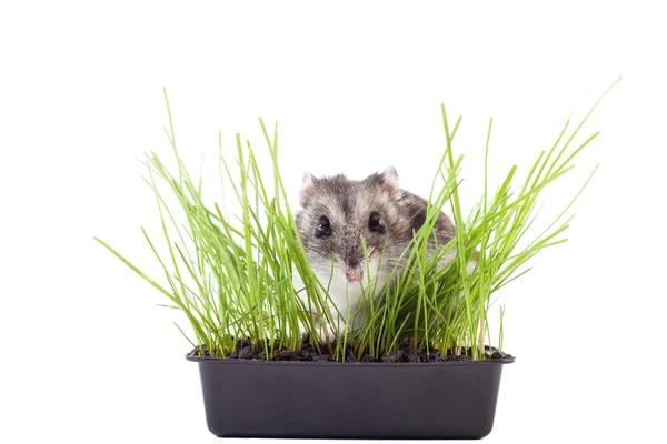 Grass mouse Stock Photos, Royalty Free Grass mouse Images | Depositphotos