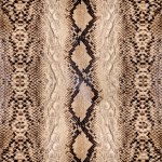 Snake skin pattern — Stock Photo © S_Razvodovskij #4628498