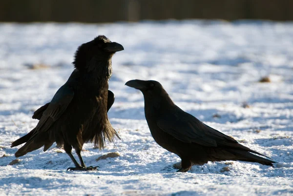 Eastern carrion crows Stock Photos, Royalty Free Eastern carrion crows ...
