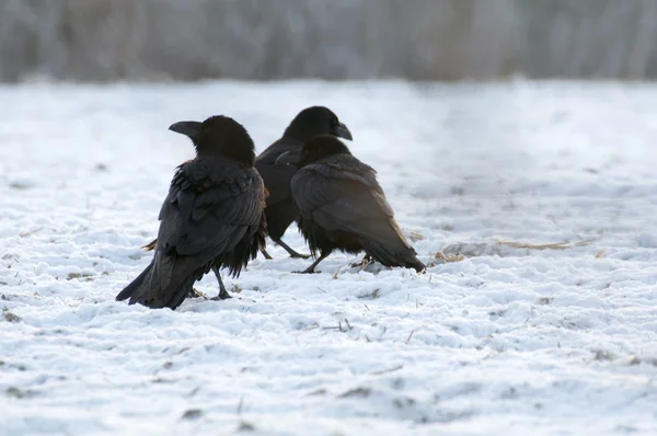 Crow family Stock Photos, Royalty Free Crow family Images | Depositphotos