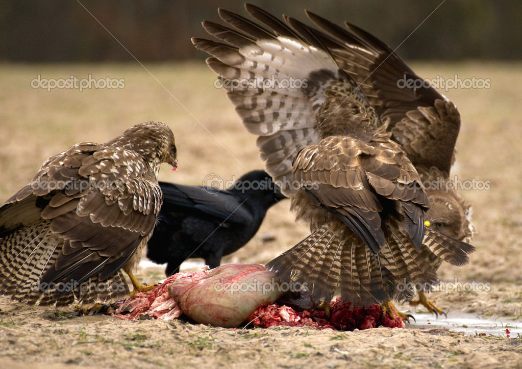 Buzzard — Stock Photo © Gucio_55 #21184449