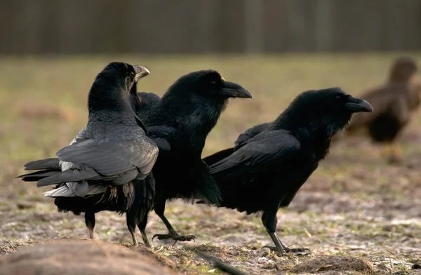 Eastern carrion crows Stock Photos, Royalty Free Eastern carrion crows ...