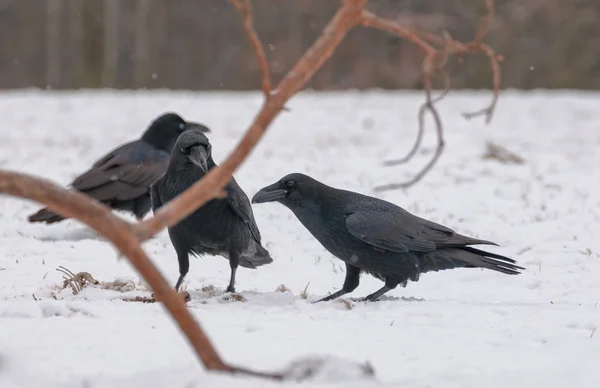 Eastern carrion crows Stock Photos, Royalty Free Eastern carrion crows ...