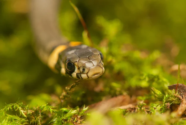 Meadow snake Stock Photos, Royalty Free Meadow snake Images | Depositphotos