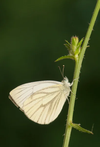 Vit form Stock Photos, Royalty Free Vit form Images | Depositphotos