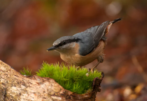 Nuthatch Stock Photos, Royalty Free Nuthatch Images | Depositphotos