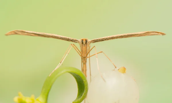 Rhombodera fusca stok fotoğraflar | Rhombodera fusca telifsiz resimler ...