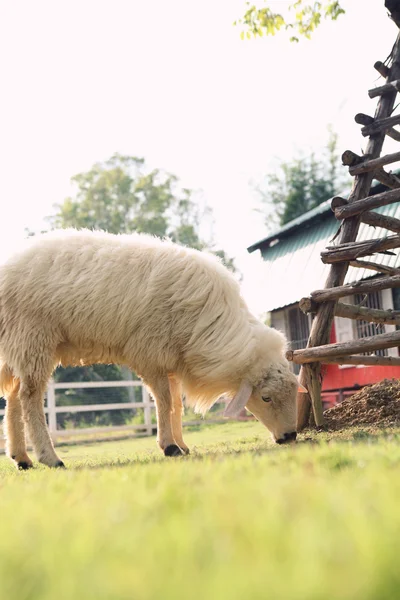 Carnero macho atacando Stock Photos, Royalty Free Carnero macho ...
