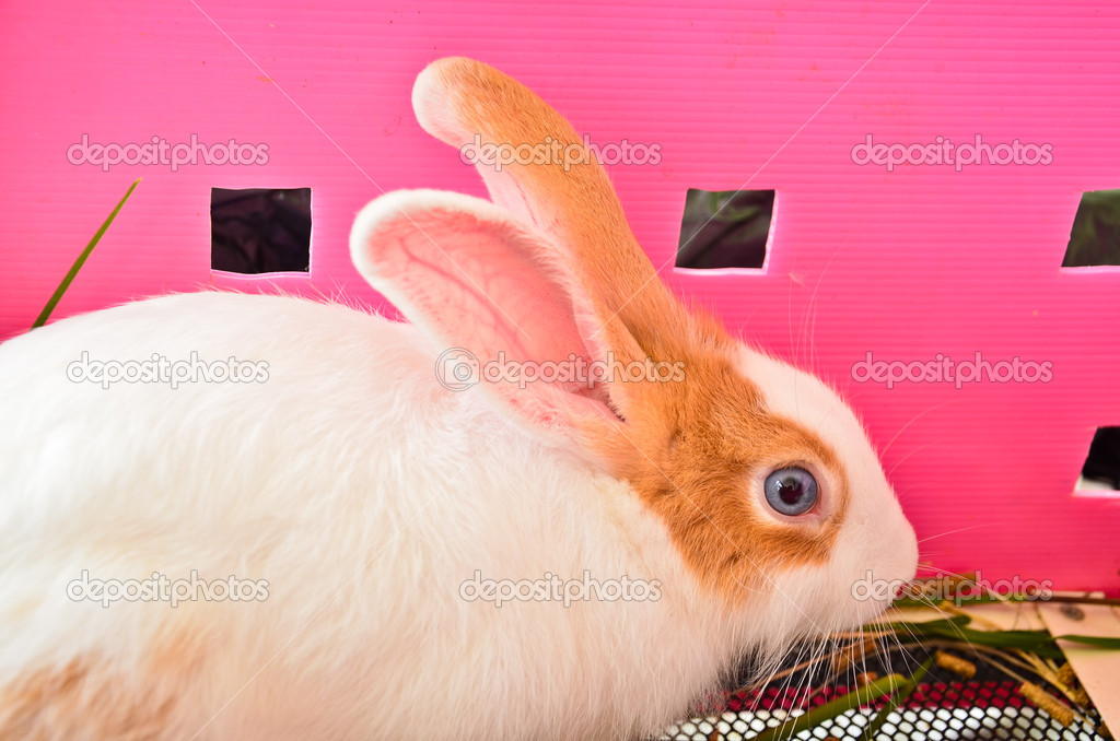 White rabbit — Stock Photo © niamwhan #30074337