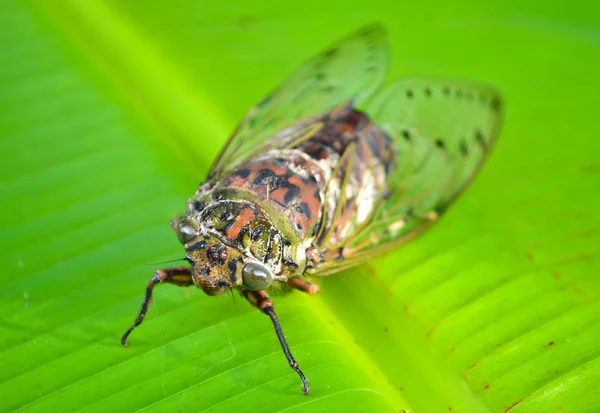 Indigenous insects Stock Photos, Royalty Free Indigenous insects Images ...