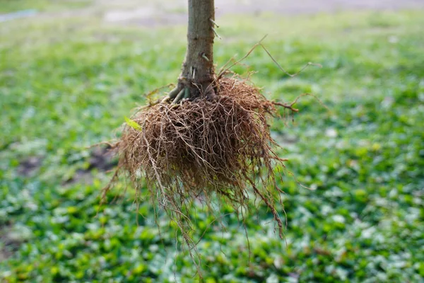 Weed with roots Stock Photos, Royalty Free Weed with roots Images ...