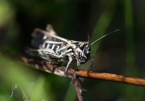 Grasshopper - Stock Image - Everypixel