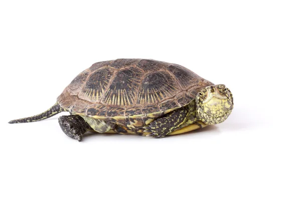 Pictures : different types of box turtles | Set Big Turtles Different ...