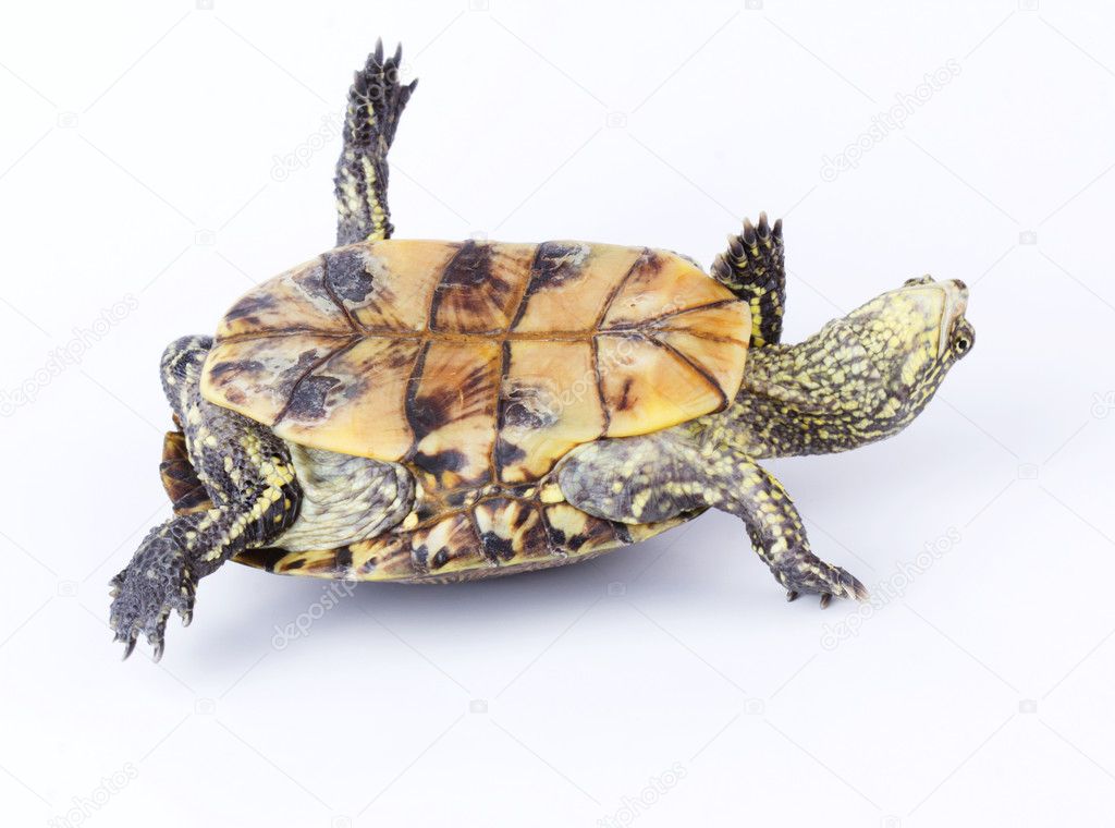 Turtle upside down — Stock Photo © leopolis #13279097