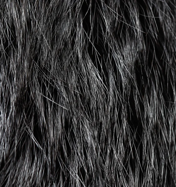 Animal Hair Texture