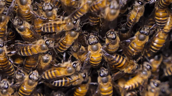 Human bees Stock Photos, Royalty Free Human bees Images | Depositphotos